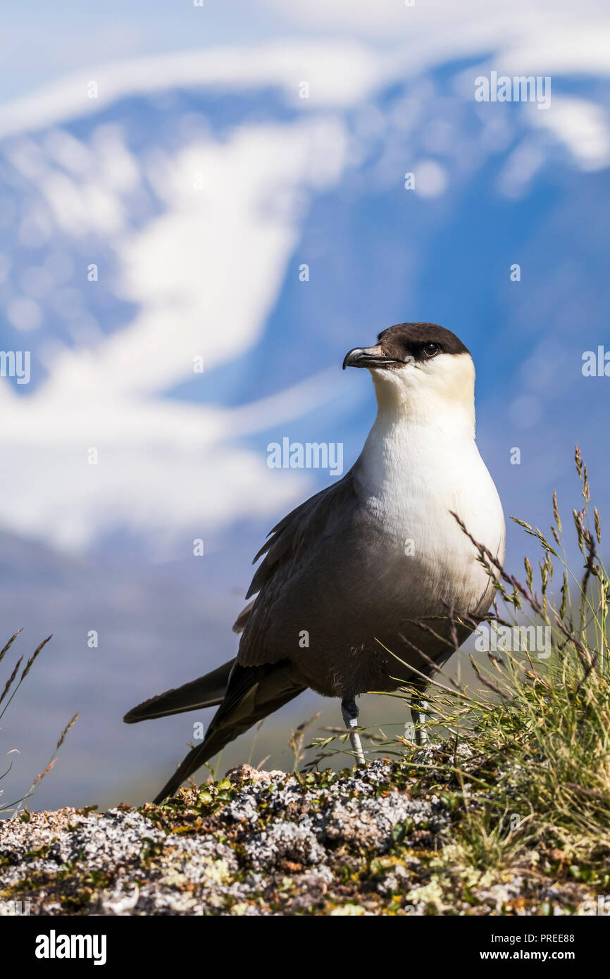Long tailed skua hi-res stock photography and images - Alamy