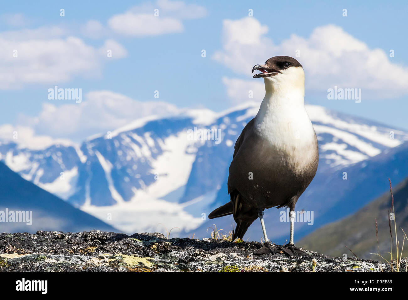 Long tailed skua hi-res stock photography and images - Alamy