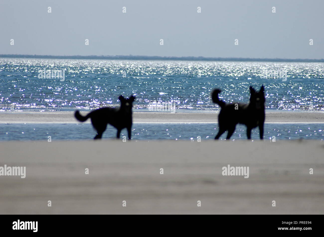 dogs by the sea Stock Photo - Alamy
