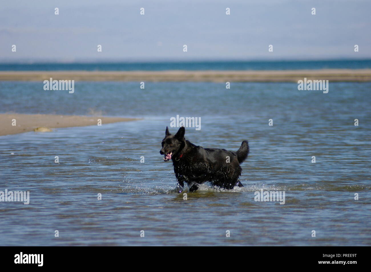 Dog by the sea Stock Photo - Alamy