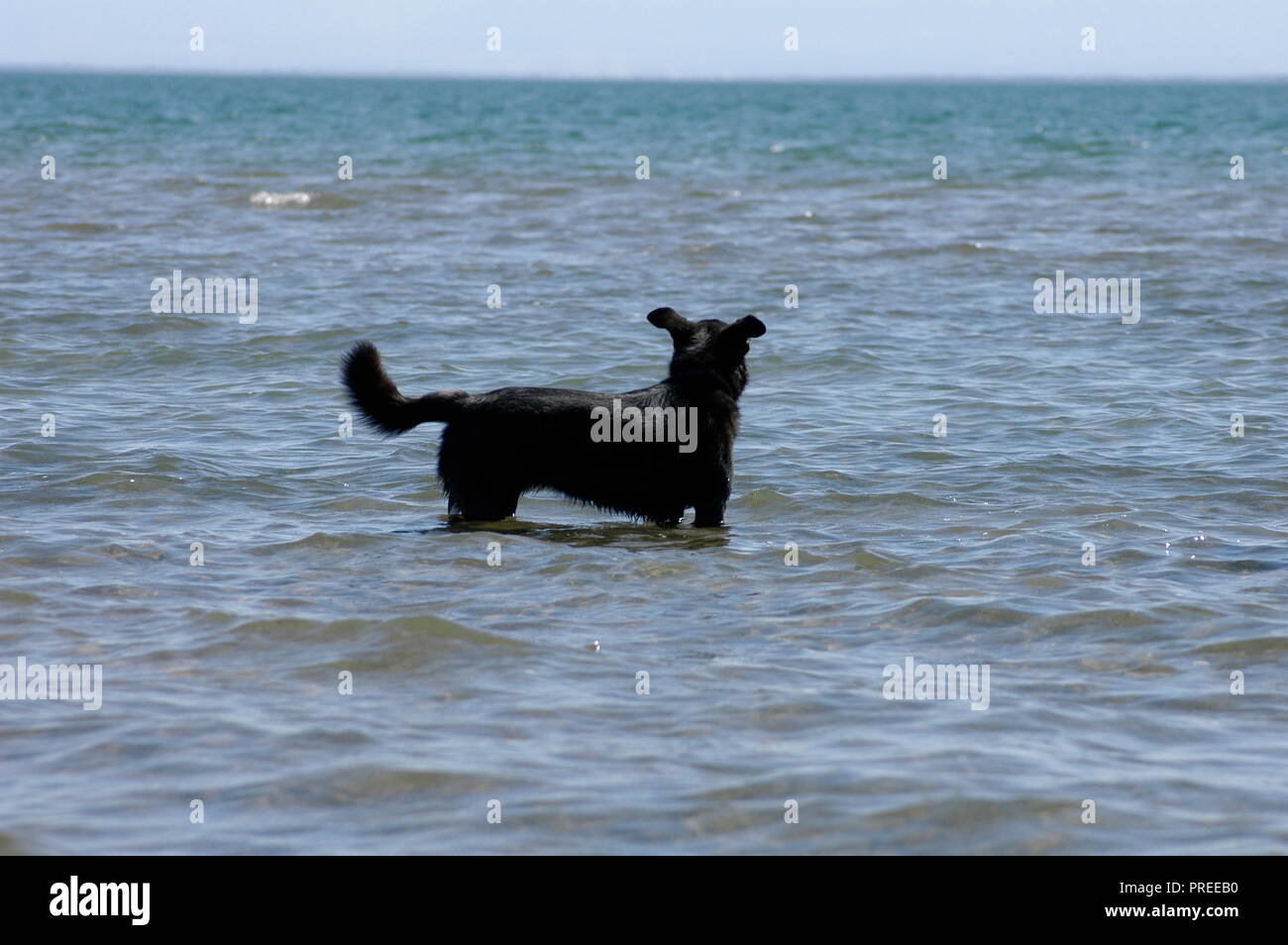Dog by the sea Stock Photo - Alamy