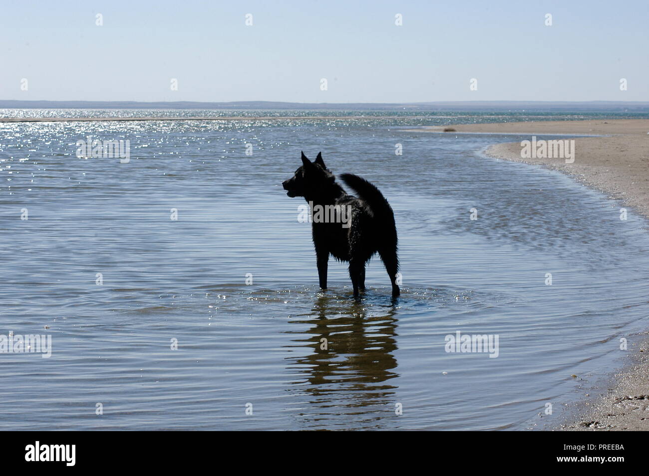 Dog by the sea Stock Photo - Alamy