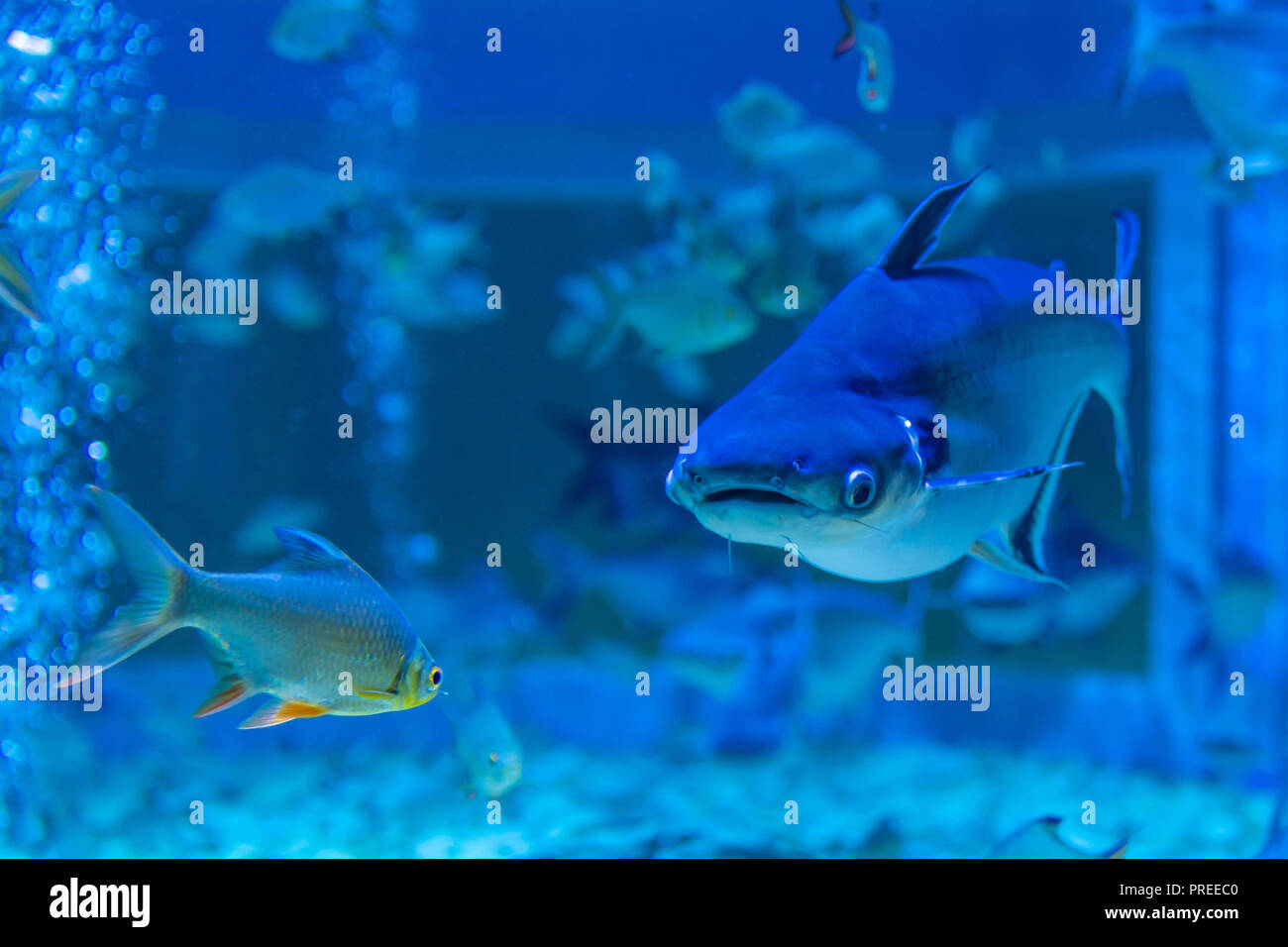Iridescent shark in a private aquarium, Suphanburi, Thailand Stock ...