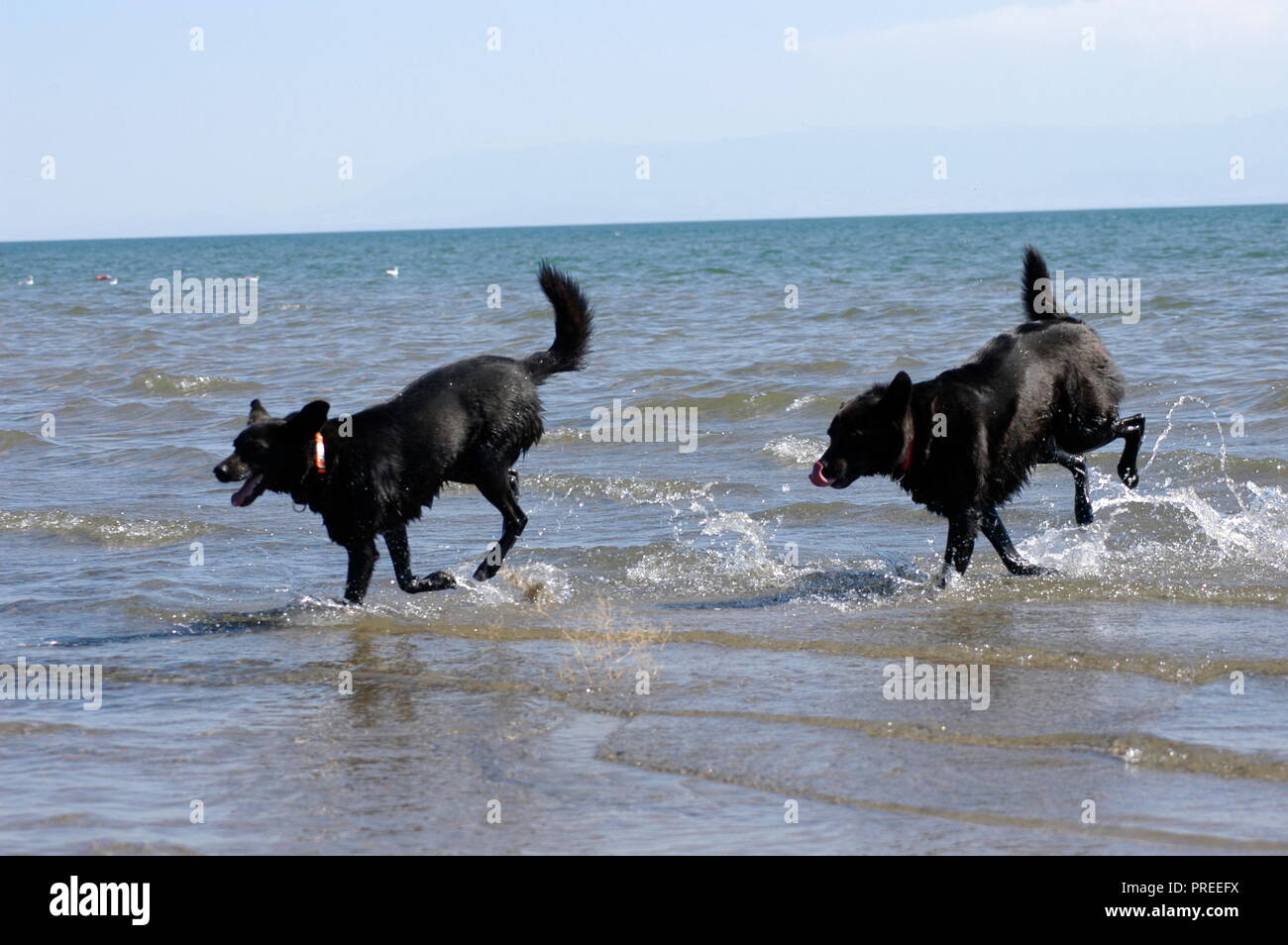 Dogs run on beach hi-res stock photography and images - Alamy