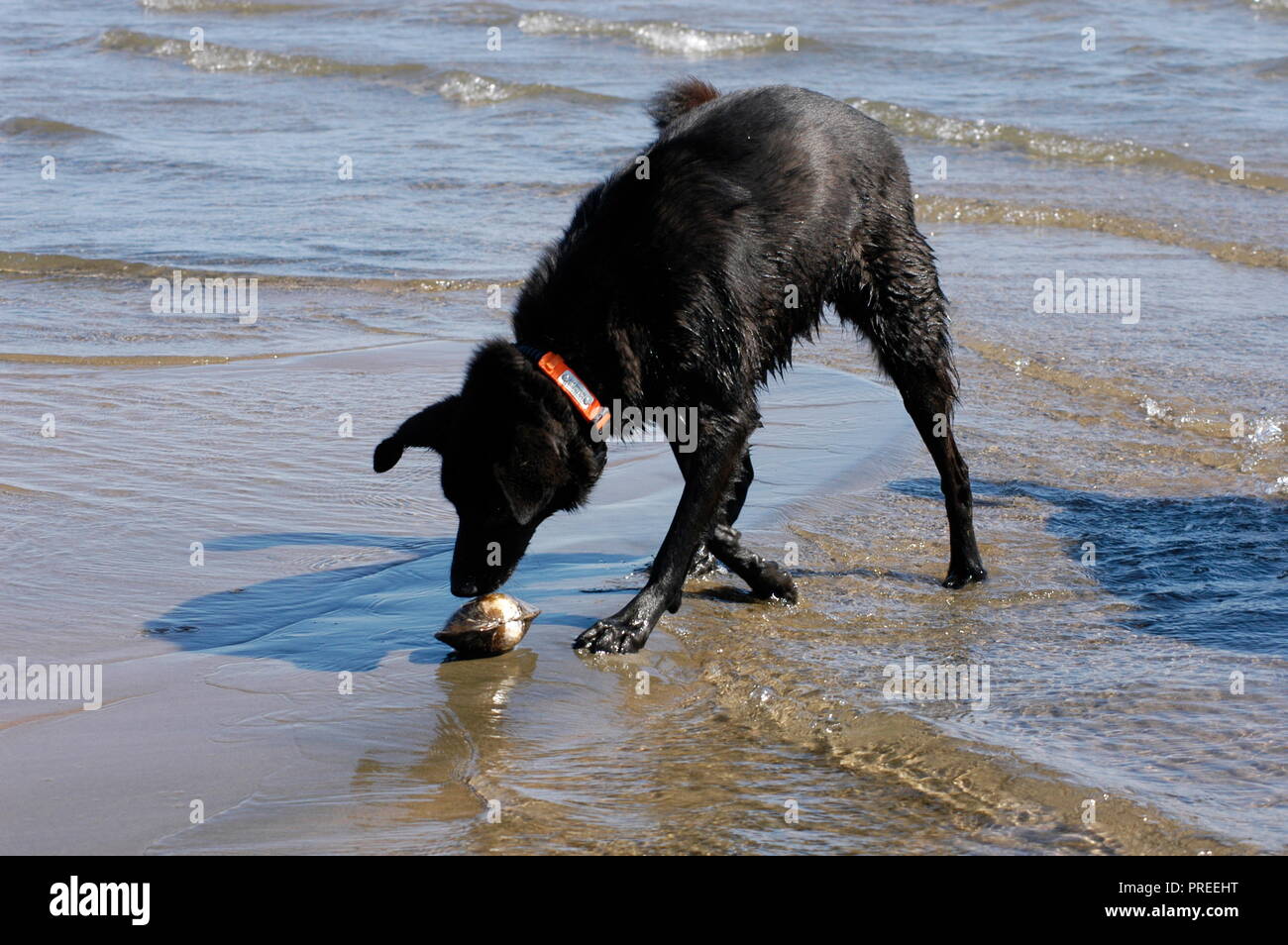 Dog sniffing a shell hi-res stock photography and images - Alamy
