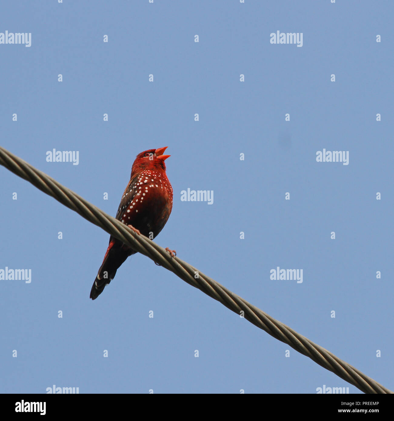 Red munia hi-res stock photography and images - Alamy