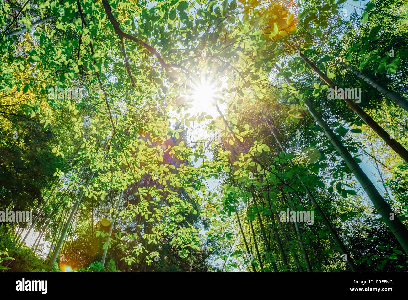 Sun Shining Through Canopy Of Trees Bamboo Woods. Sunlight In Tropical ...