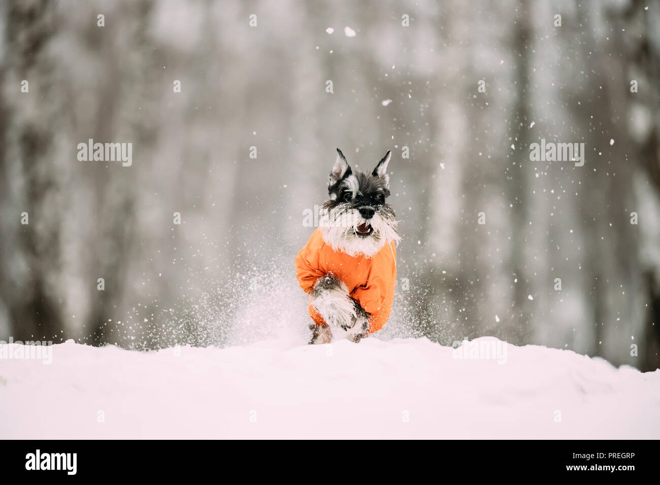 Miniature Schnauzer Dog Or Zwergschnauzer Sitting In Outfit Playing ...