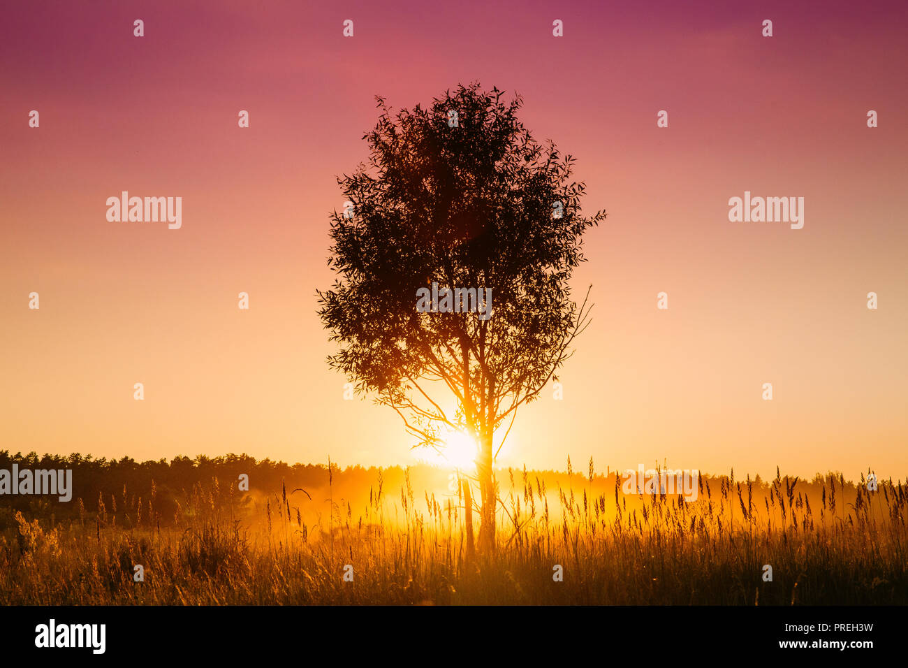 Sunset Or Sunrise In Misty Autumn Meadow Landscape With Lonely Tree ...
