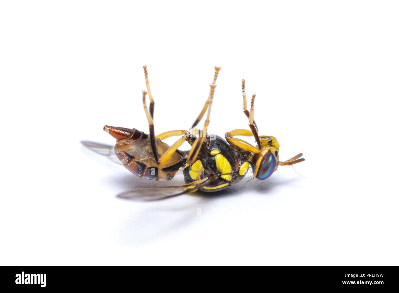 Bactrocera dorsalis fruit fly isolated on white background Stock Photo ...