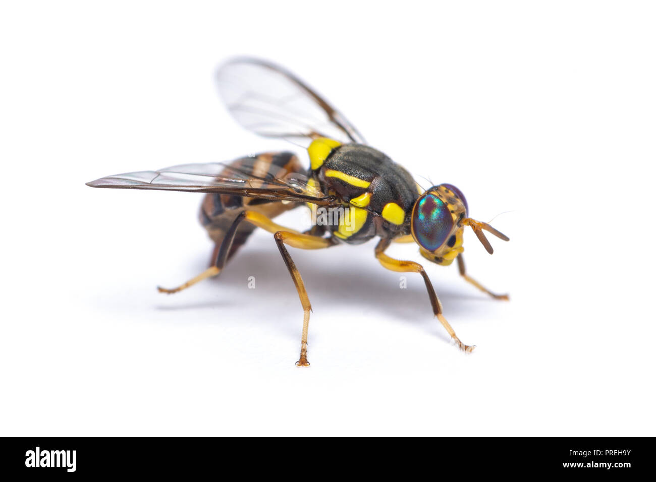 Bactrocera dorsalis fruit fly isolated on white background Stock Photo ...