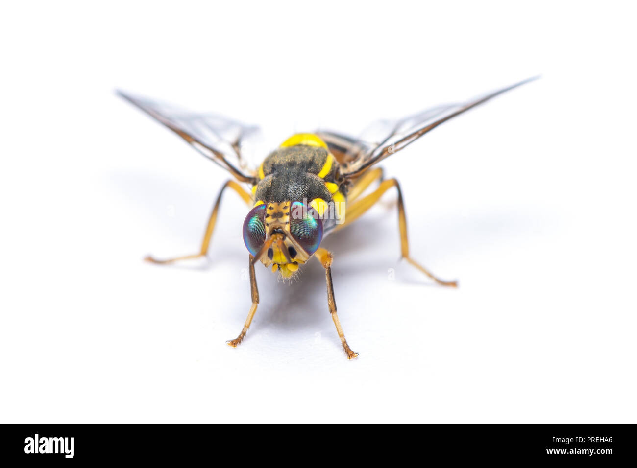 Bactrocera dorsalis fruit fly isolated on white background Stock Photo ...