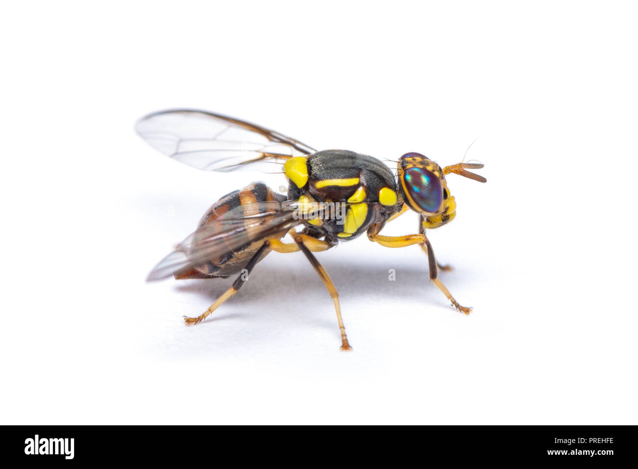 Bactrocera dorsalis fruit fly isolated on white background Stock Photo ...