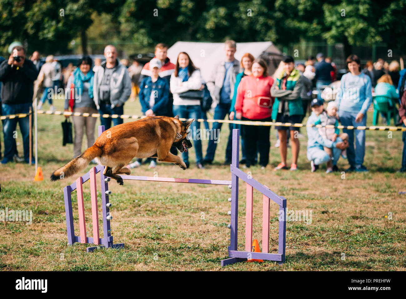 Belgian malinois shepherd dog jumping hi-res stock photography and ...