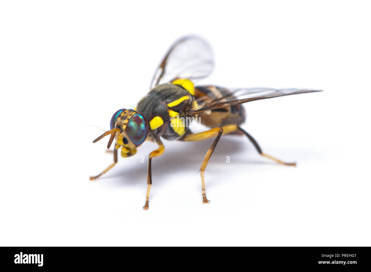 Bactrocera dorsalis fruit fly isolated on white background Stock Photo ...