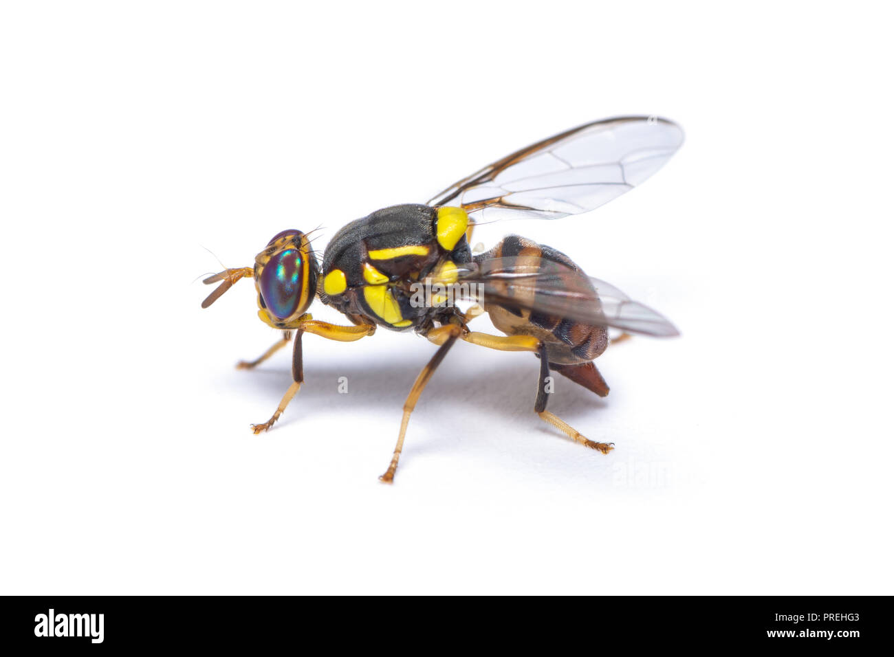 Bactrocera Cucurbitae