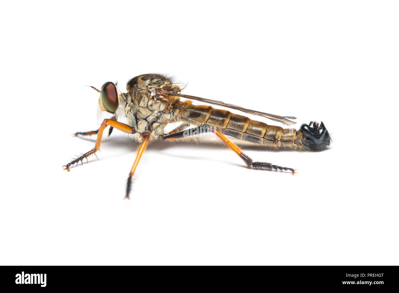 Asilidae fly or assassin fly isolated on white background Stock Photo ...