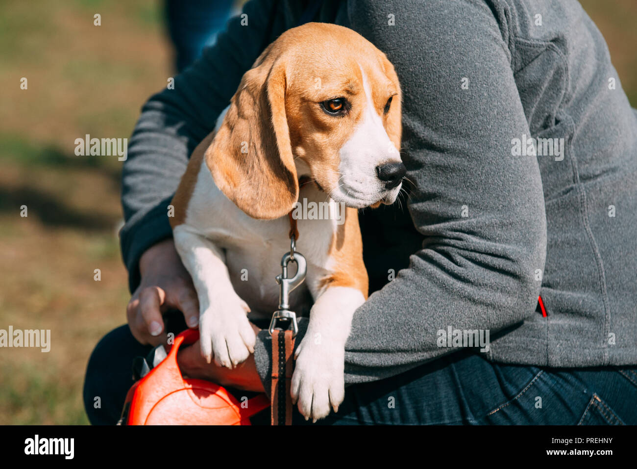 English Beagle Sitting In Hands Of Man. Friendship Between Dog And ...