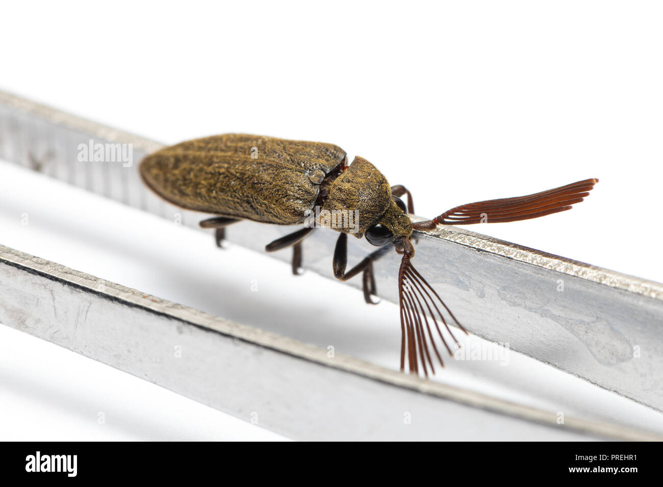 Callirhipidae beetle isolated on white background Stock Photo - Alamy