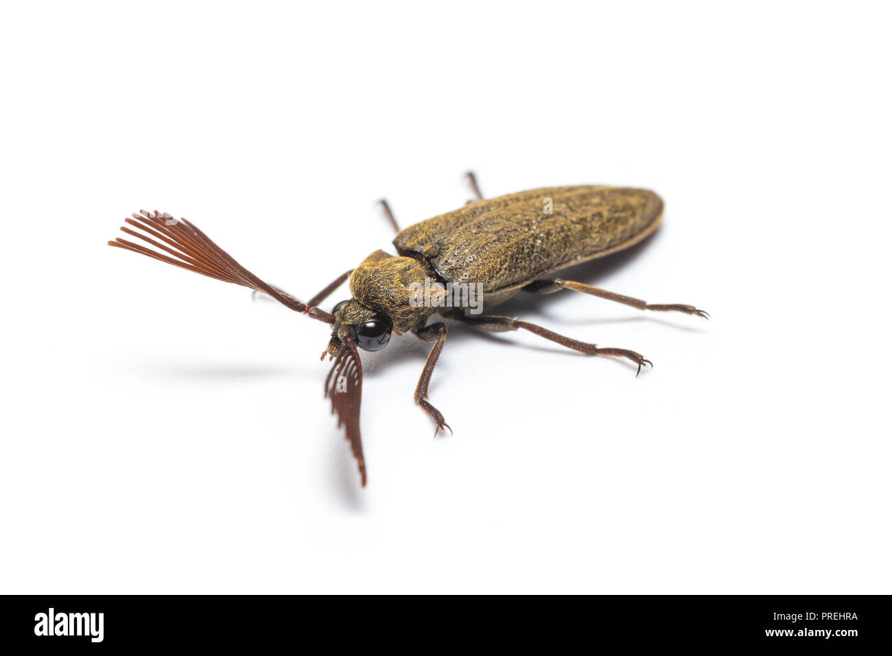 Callirhipidae beetle isolated on white background Stock Photo - Alamy