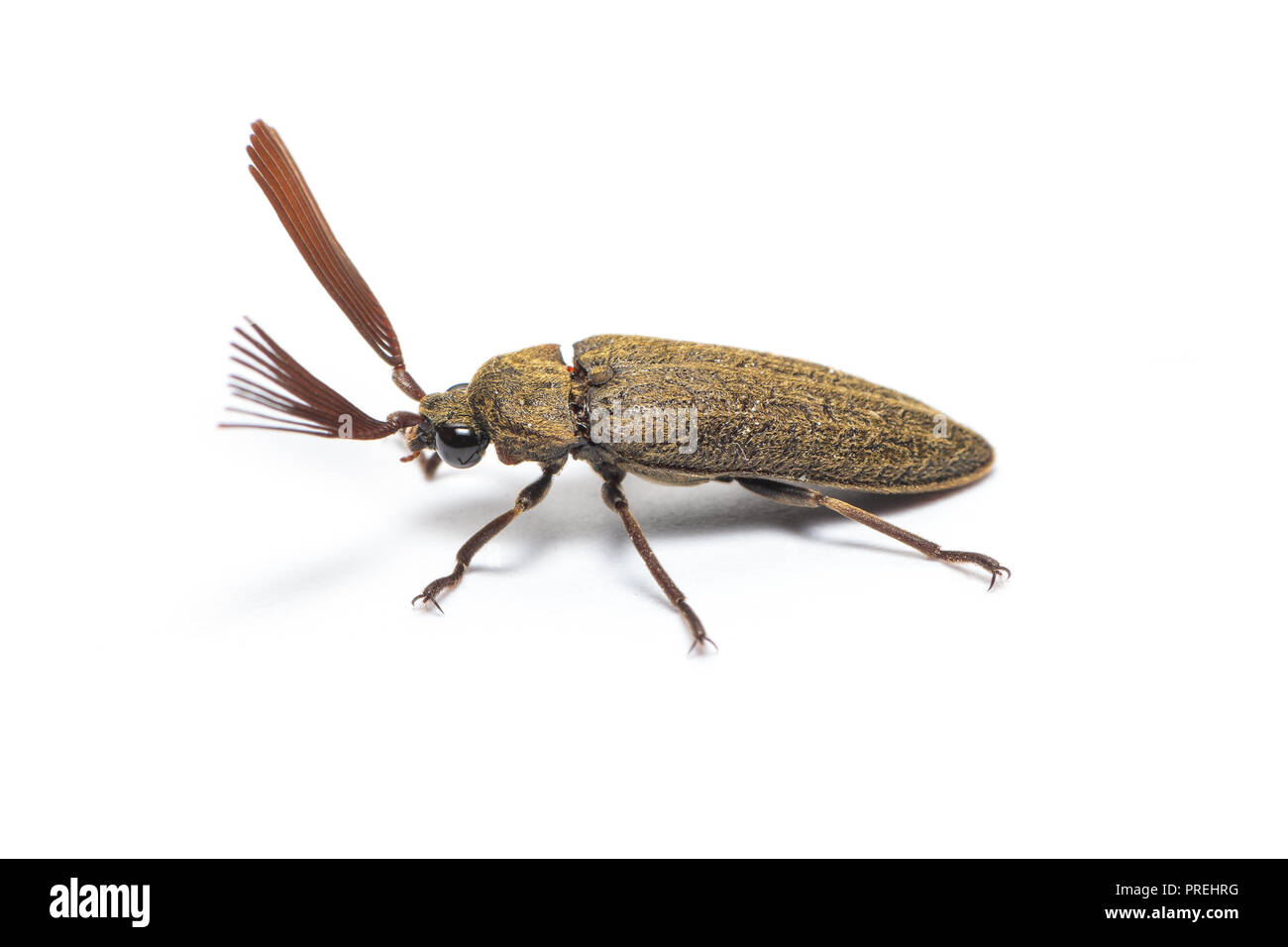 Callirhipidae beetle isolated on white background Stock Photo - Alamy