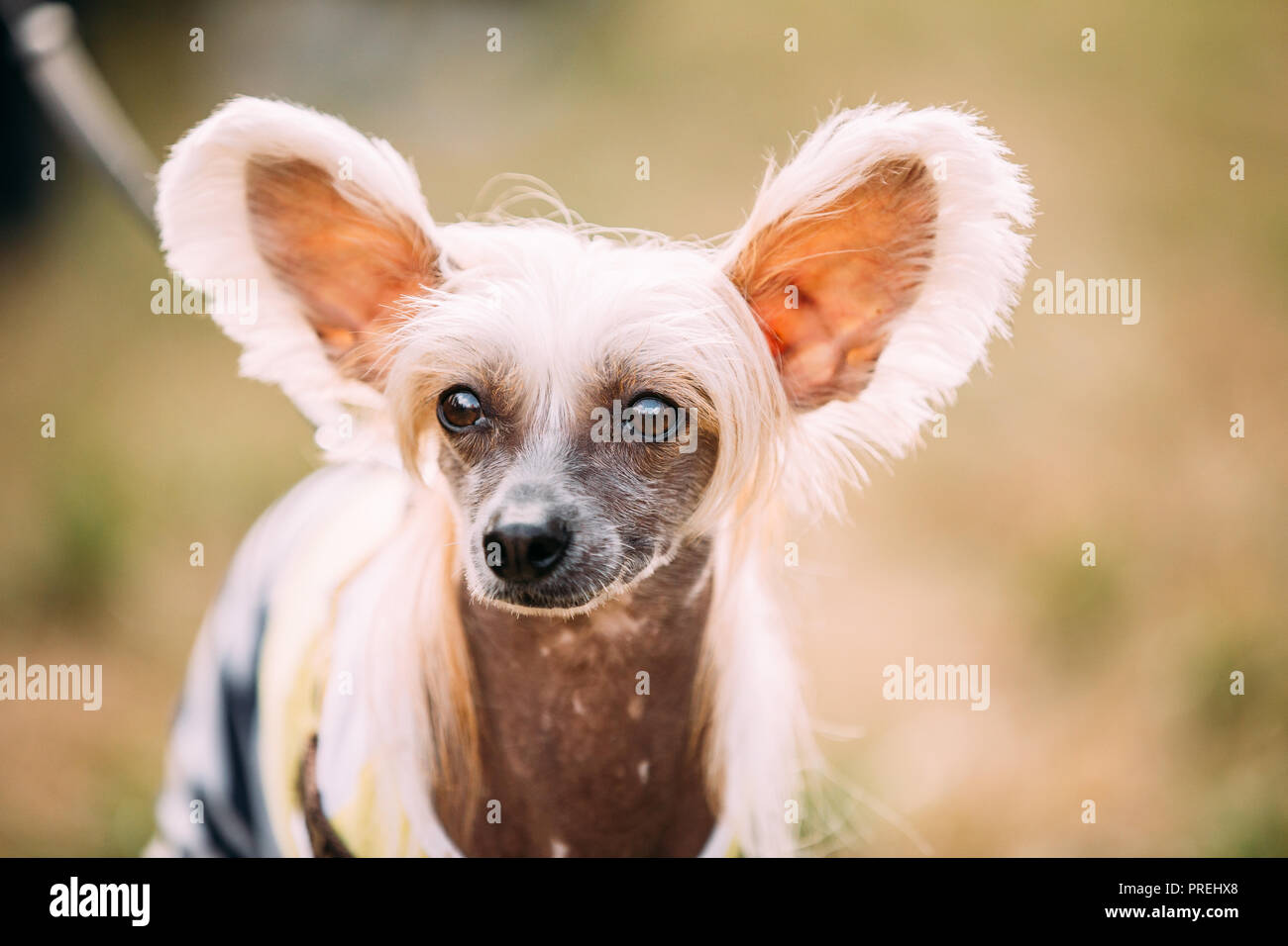 Young Chinese Crested Dog Outdoors On Green Grass. Hairless Breed of ...