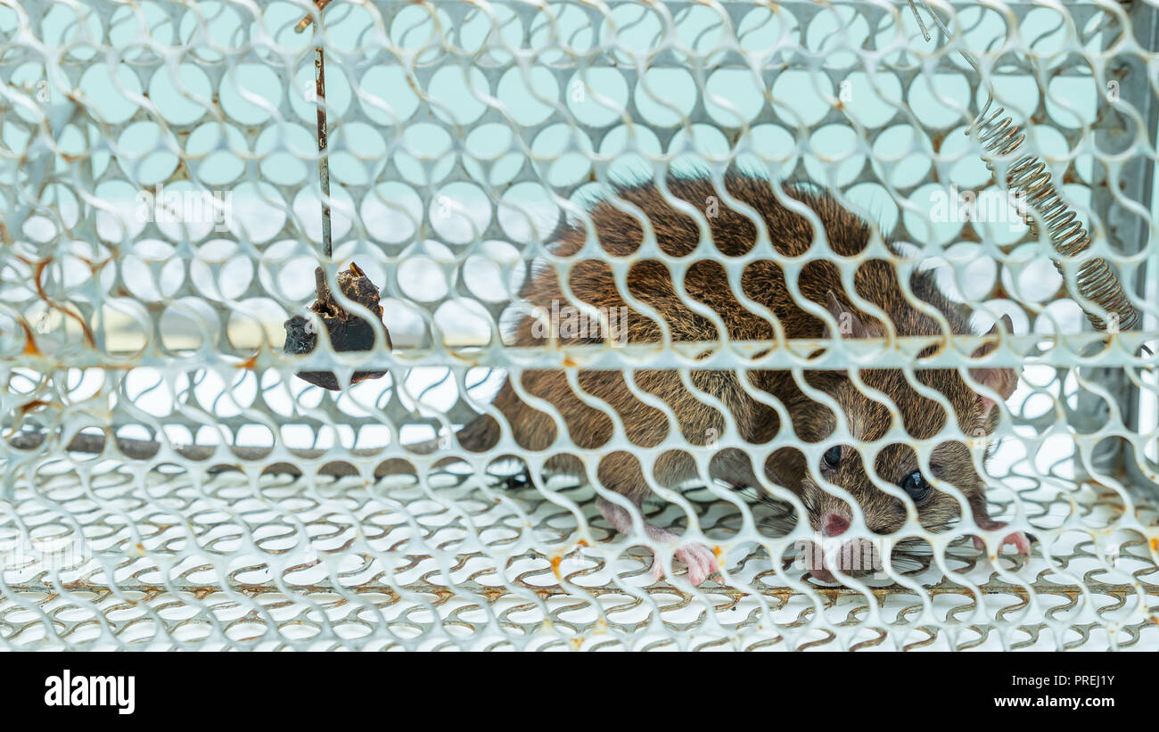 Rat caught in trap mouse hi-res stock photography and images - Alamy