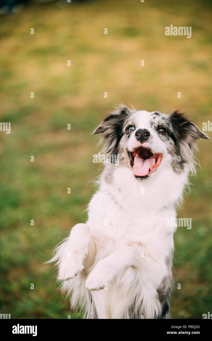 Border Collie Or Scottish Sheepdog Adult Dog Staying On Paws In Green ...