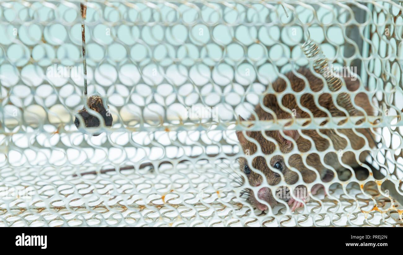 Rat caught in trap mouse hi-res stock photography and images - Alamy