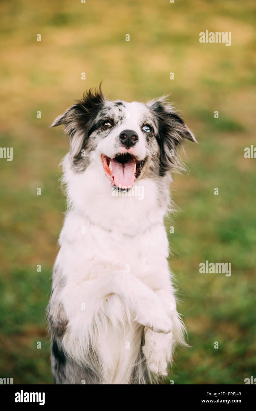 Border collie scottish sheep dog hi-res stock photography and images ...