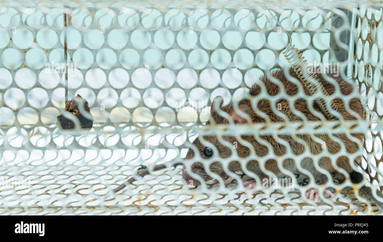 Rat caught in trap mouse hi-res stock photography and images - Alamy