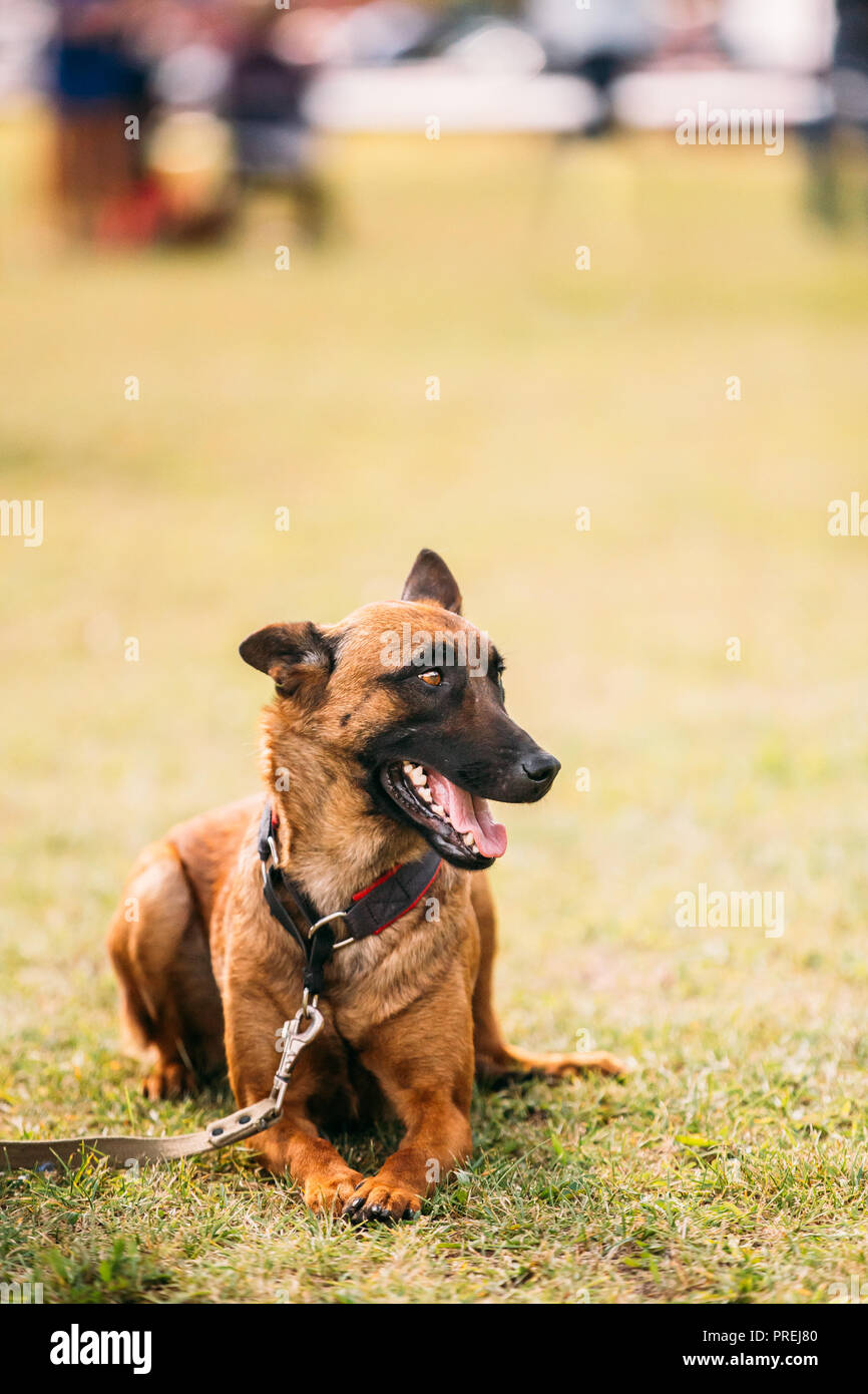 Well trained and intelligent animal hi-res stock photography and images ...