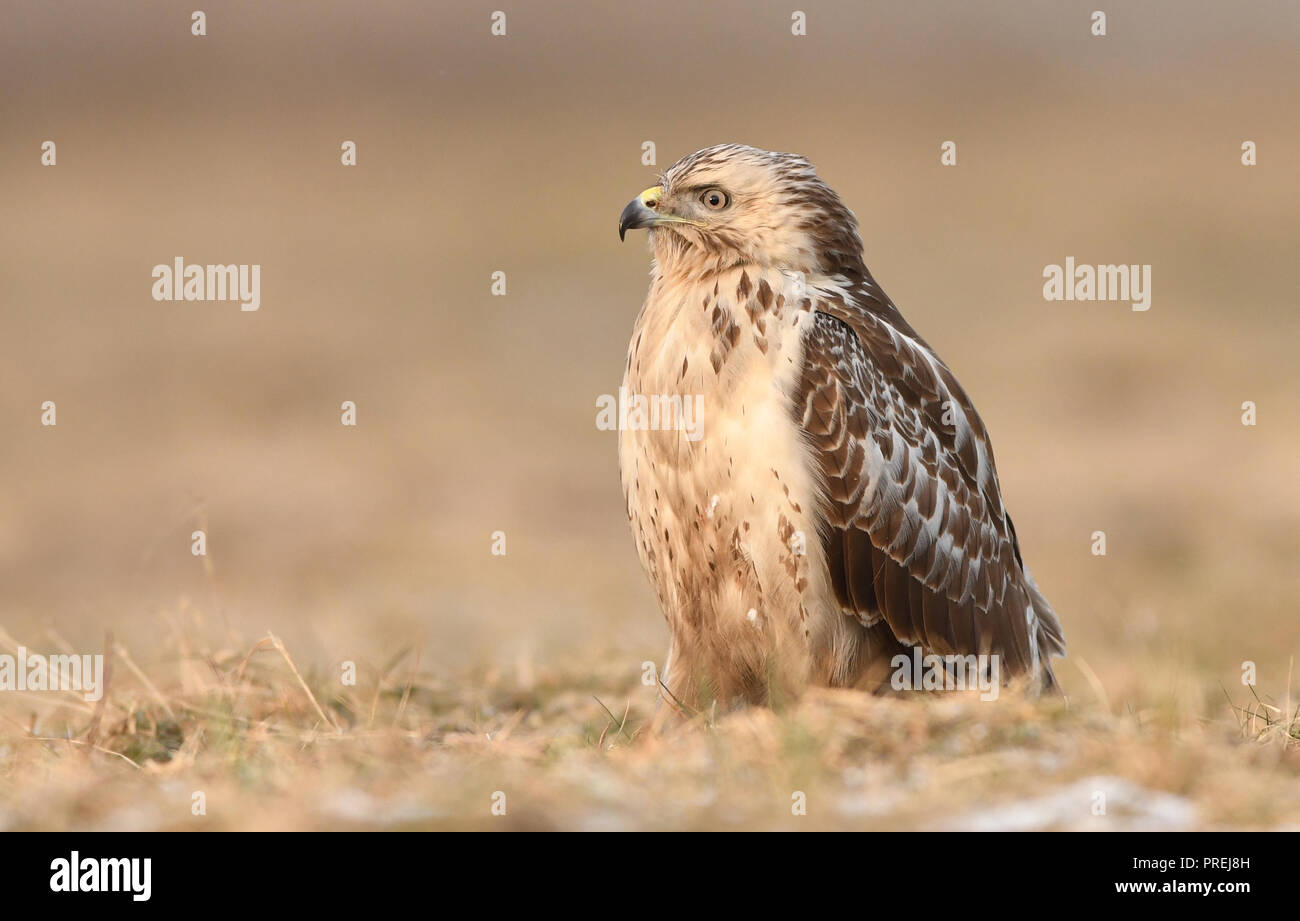 Common buzzard (Buteo buteo Stock Photo - Alamy