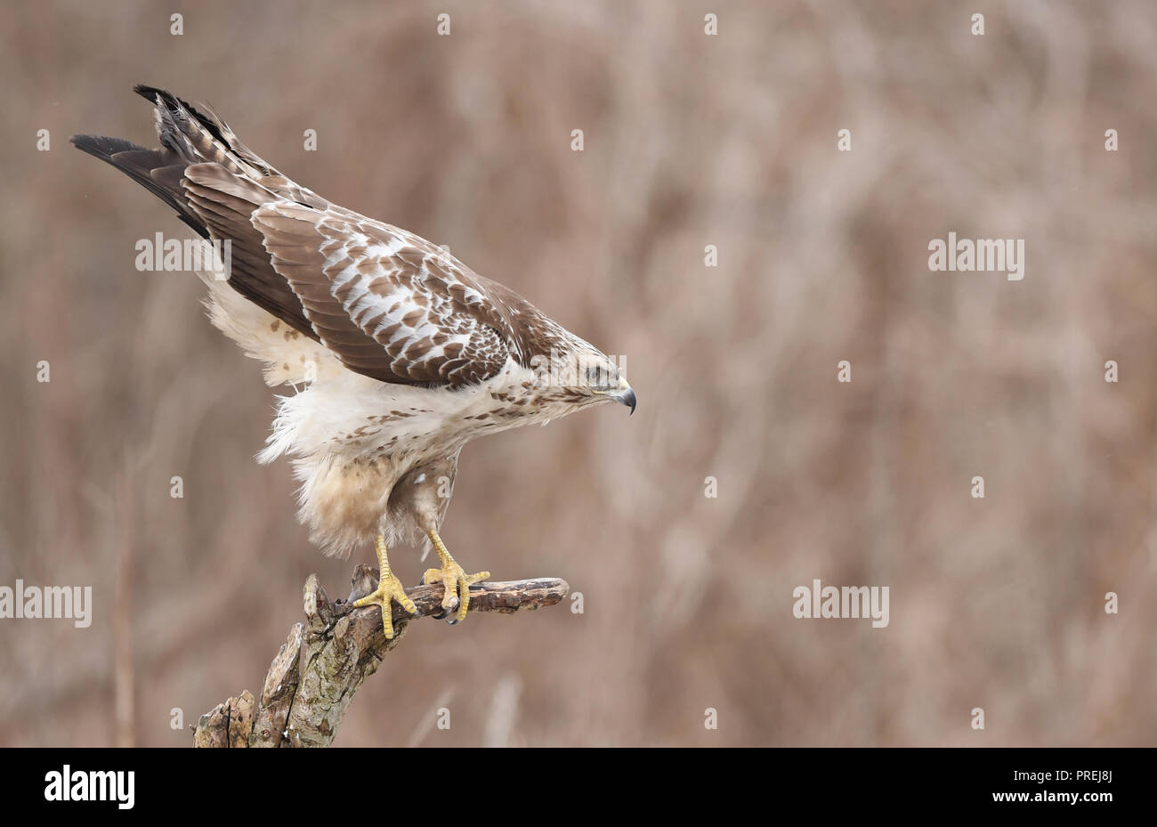 Common buzzard (Buteo buteo Stock Photo - Alamy