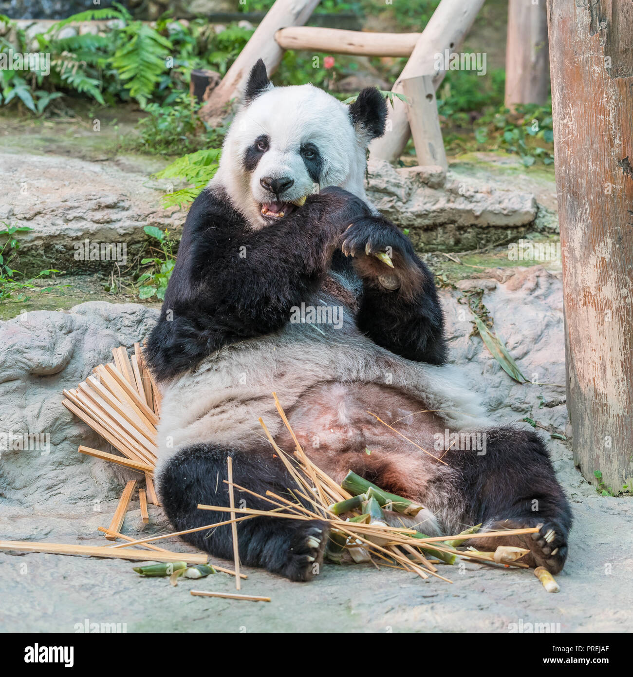 A female giant panda bear enjoy her breakfast of well selected young ...
