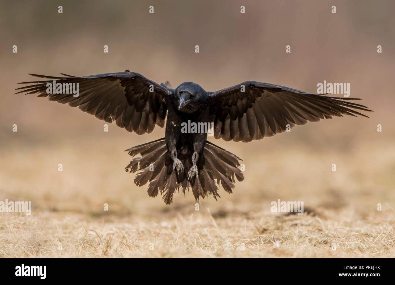 Zwarte raven hi-res stock photography and images - Alamy