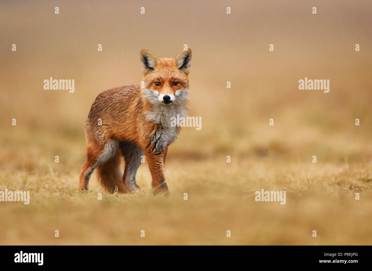 Fox (Vulpes vulpes Stock Photo - Alamy