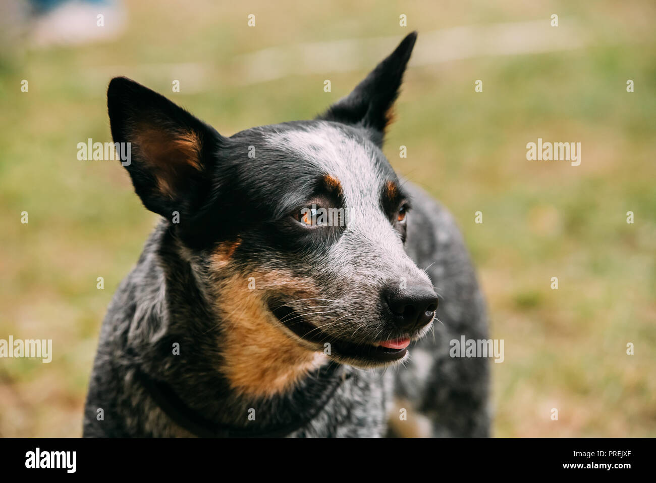 Australian Cattle Dog Close Up Portrait Outdoor. This Is Breed Of ...