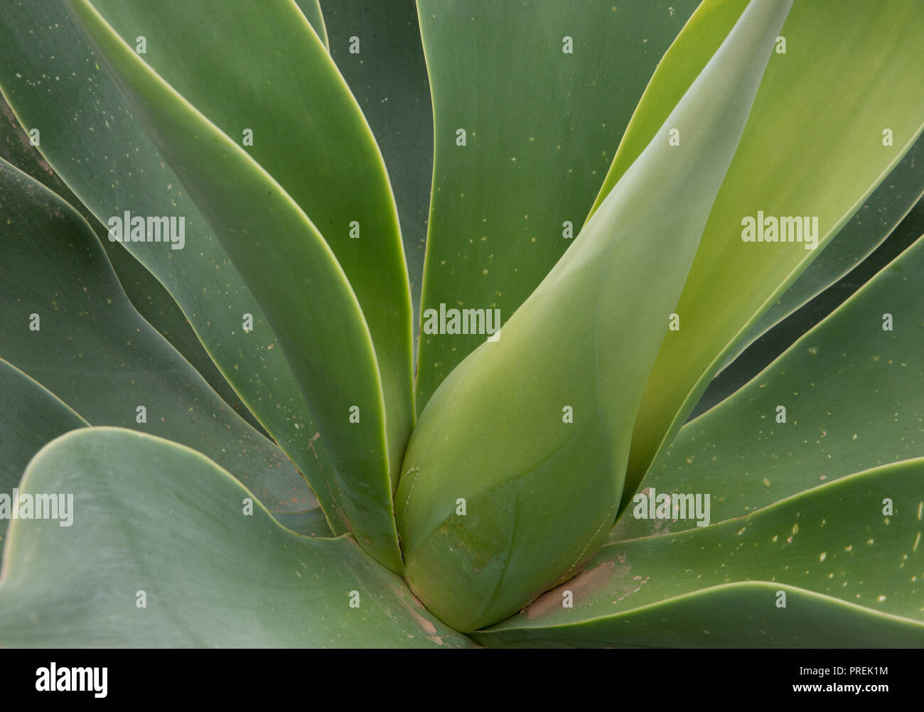 Patterns and lines of agave Stock Photo - Alamy
