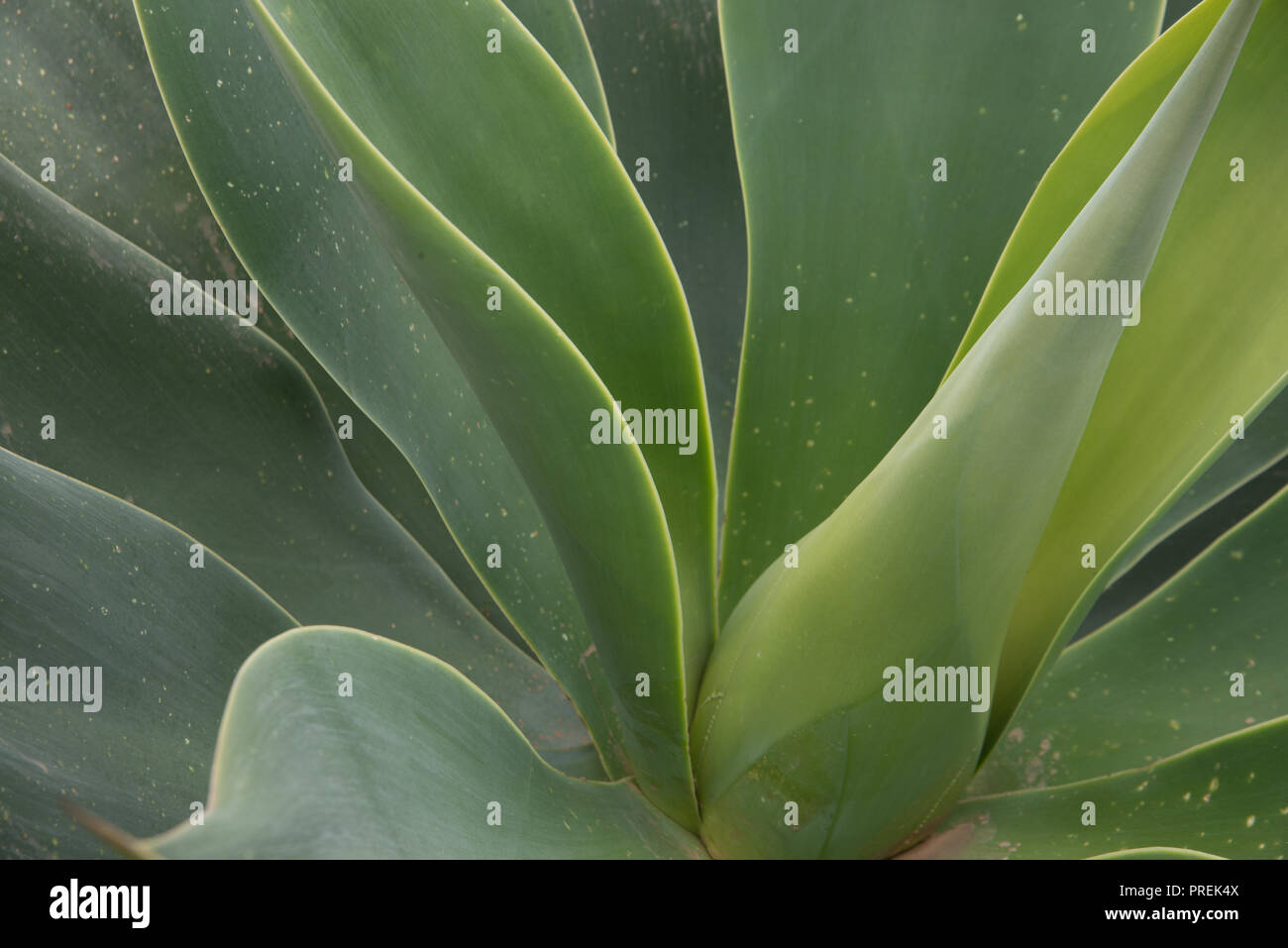 Patterns and lines of agave Stock Photo - Alamy