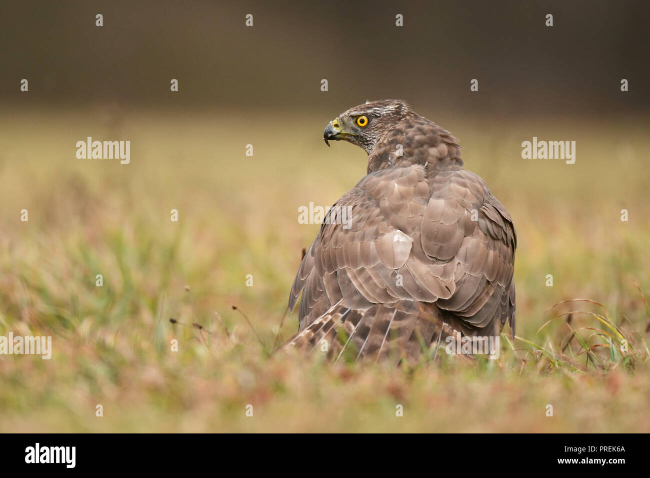 Juvenile male goshawk hi-res stock photography and images - Alamy