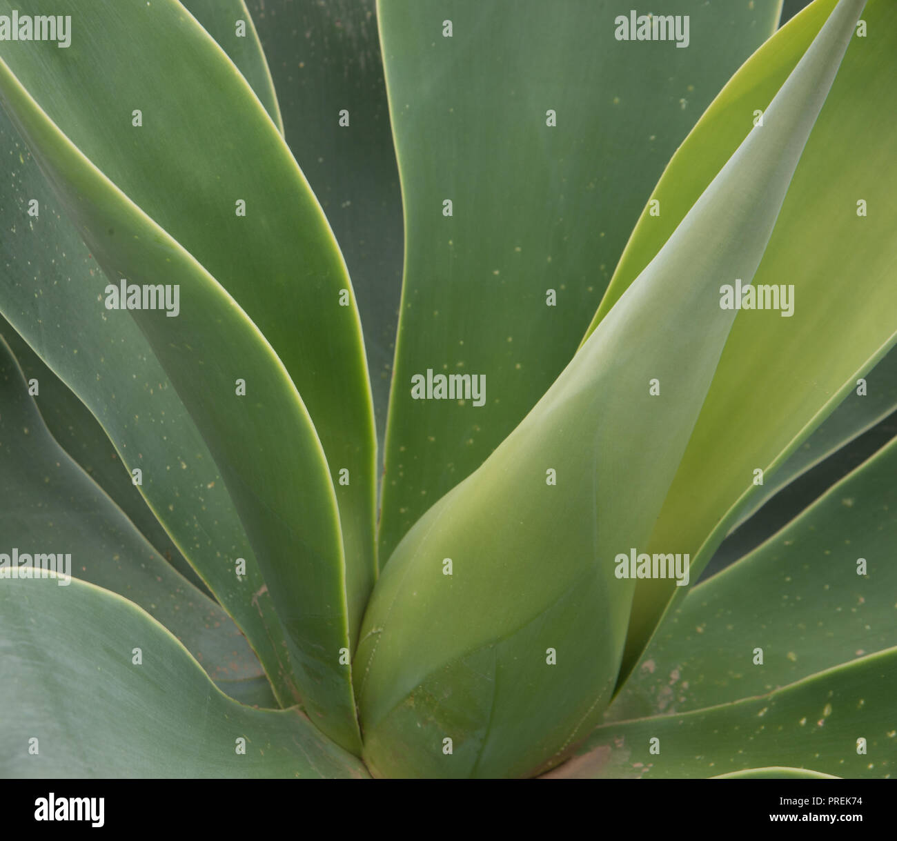 Patterns and lines of agave Stock Photo - Alamy
