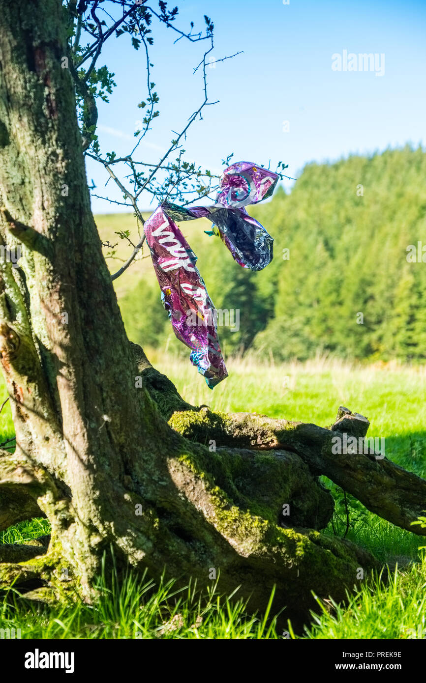 Party balloon caught in the branches of a tree in the Peak District ...