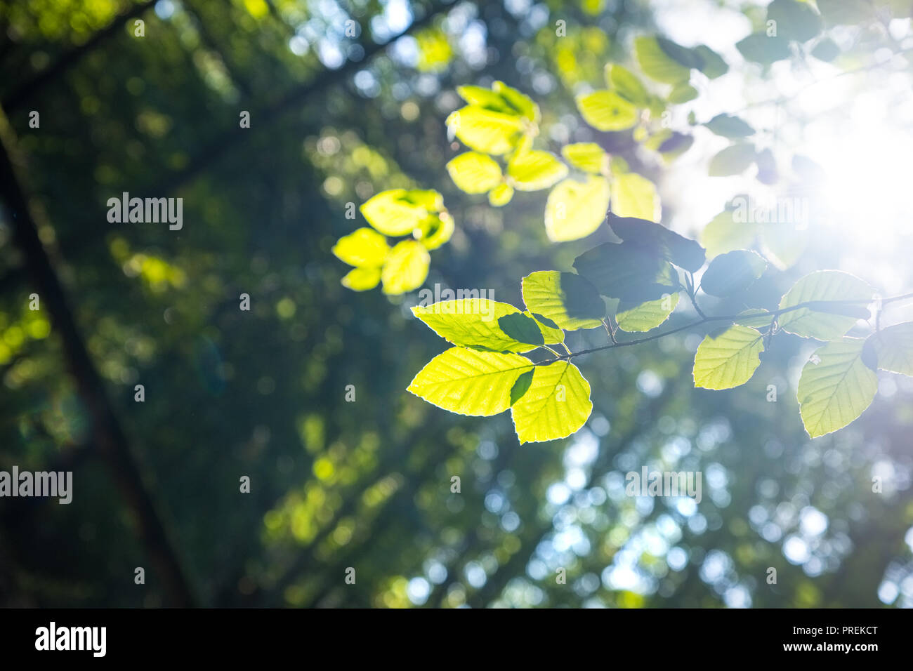 Dappled leaves hi-res stock photography and images - Alamy