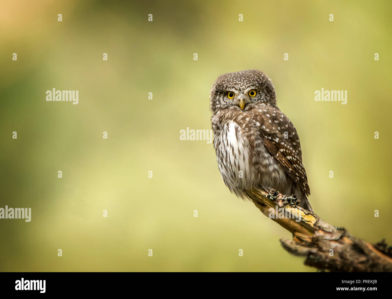 Eurasian pygmy owl (Glaucidium passerinum Stock Photo - Alamy