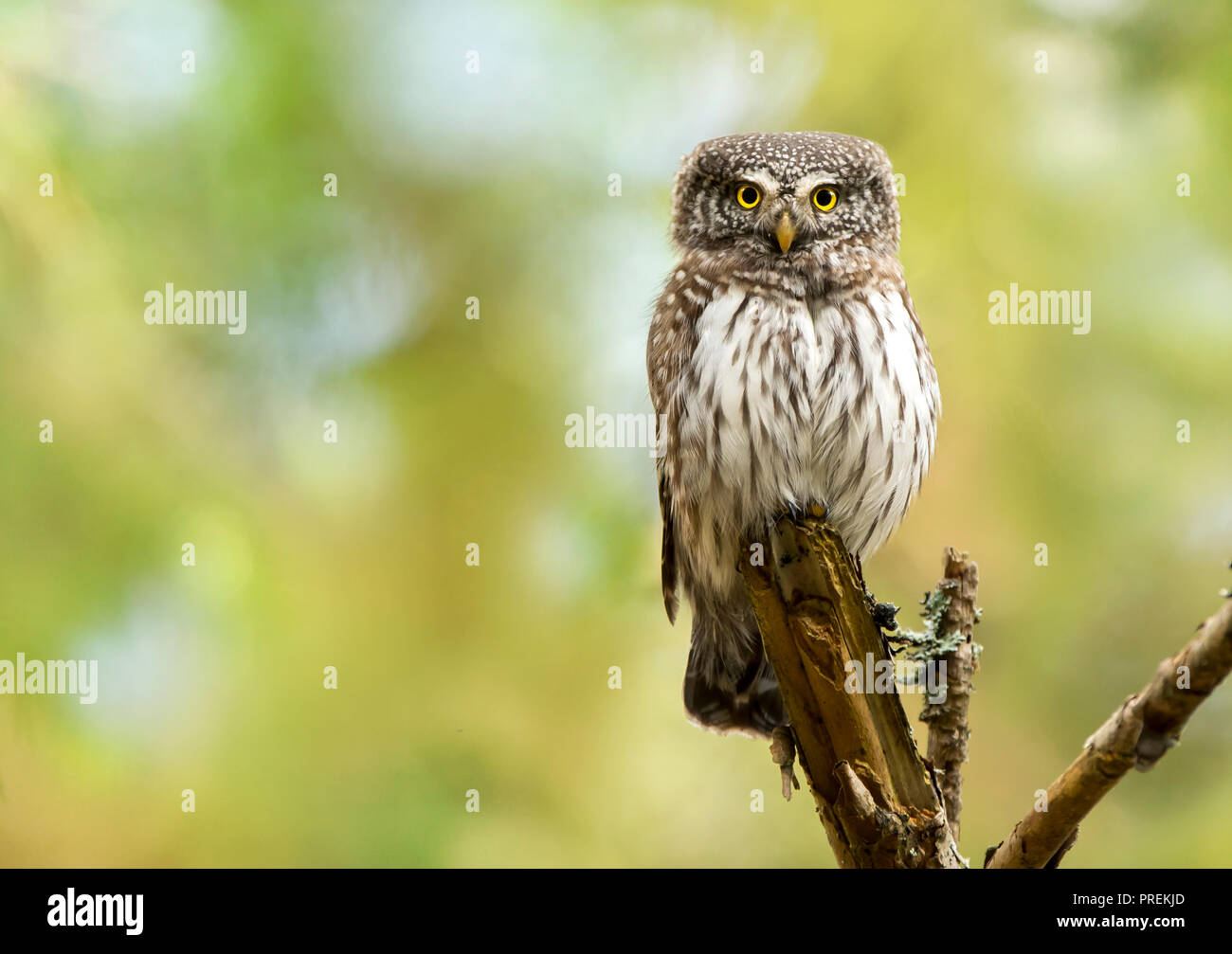 Eurasian pygmy owl (Glaucidium passerinum Stock Photo - Alamy