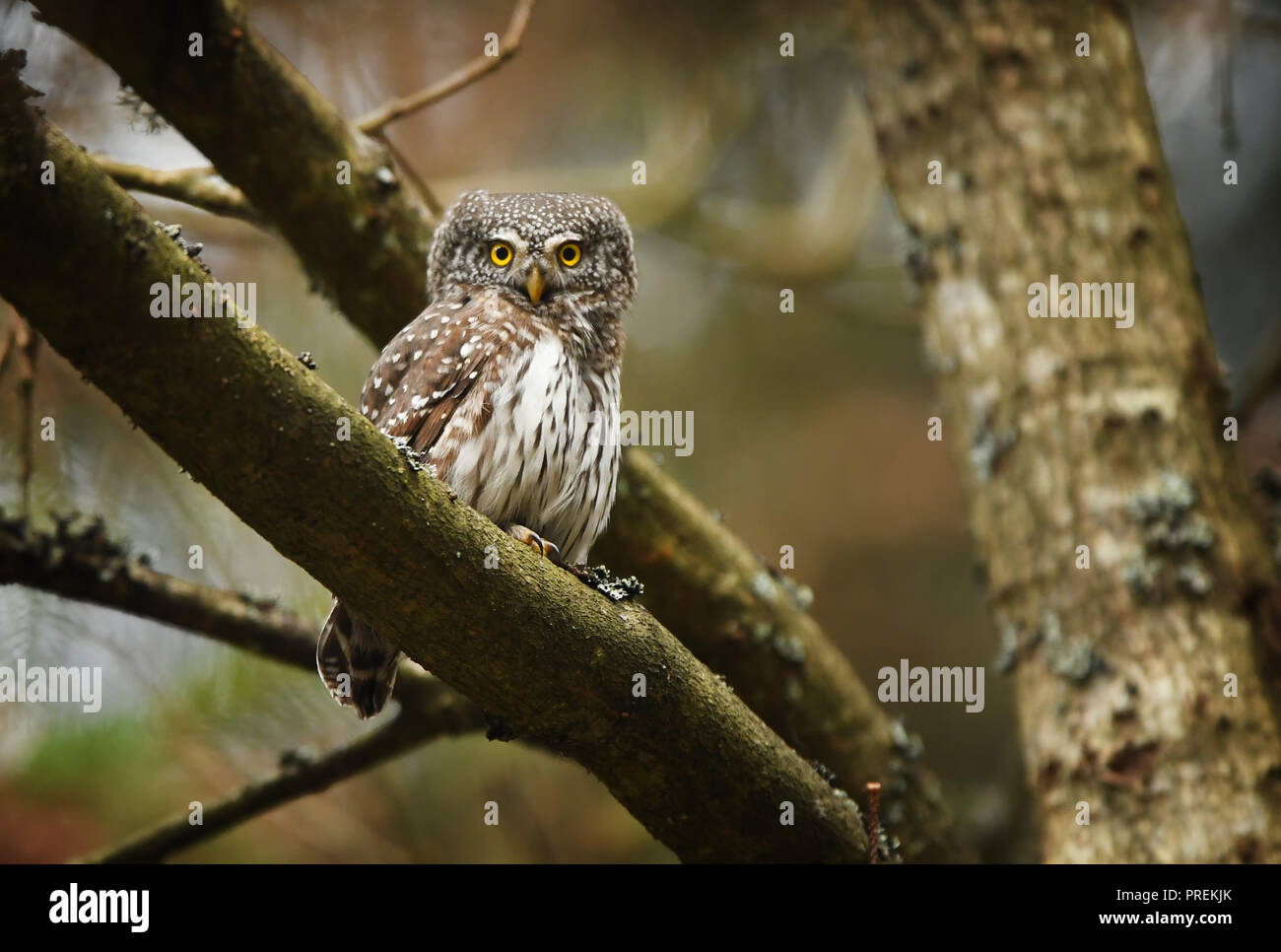 Eurasian pygmy owl (Glaucidium passerinum Stock Photo - Alamy
