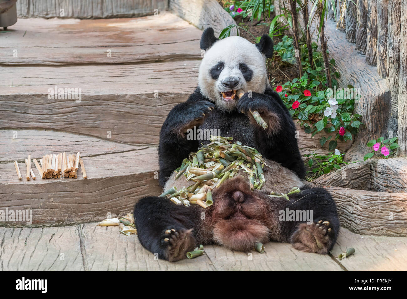 Cute Panda Bear Eating