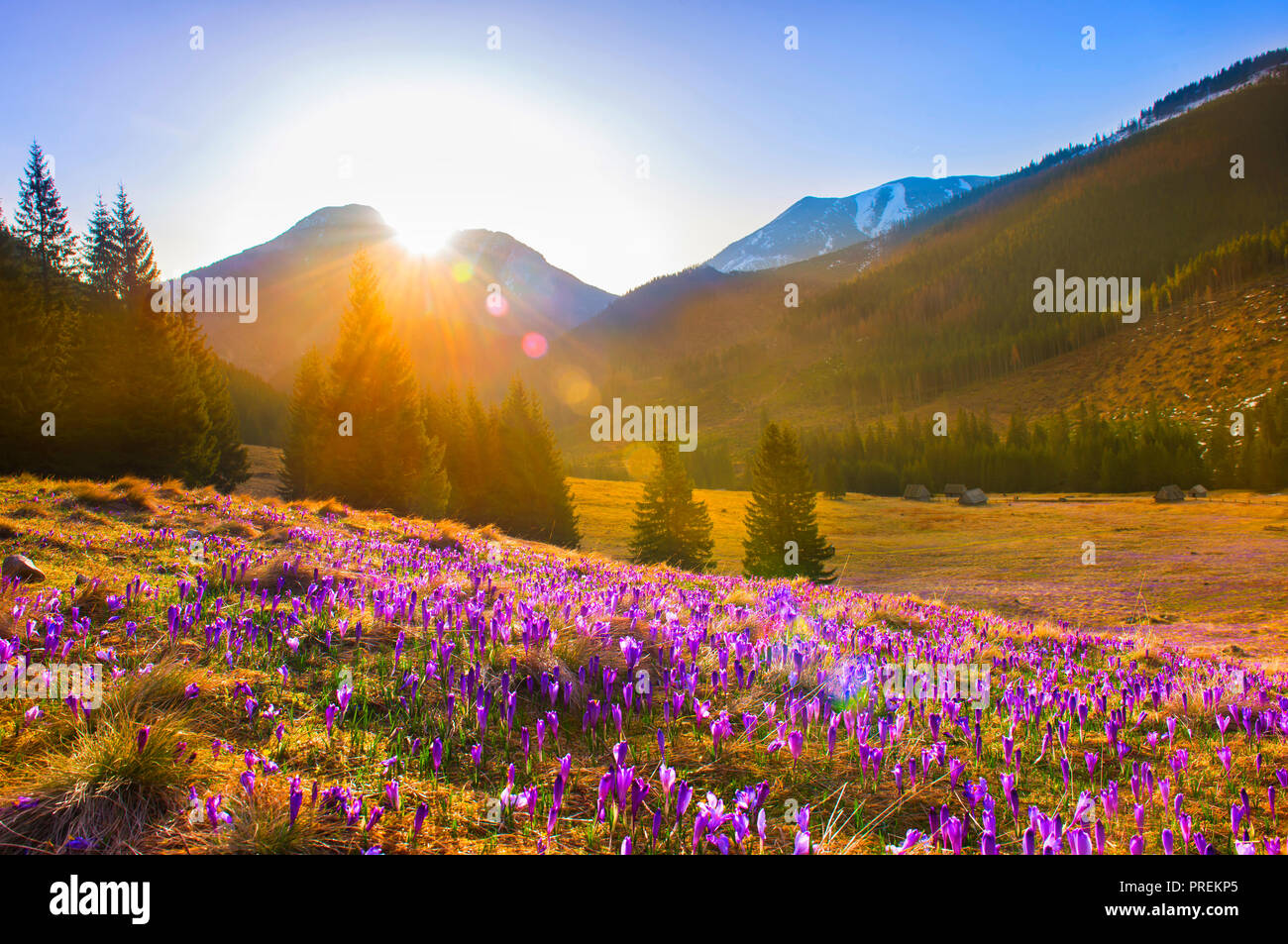 Valley chocholowska sunrise tatra hi-res stock photography and images ...