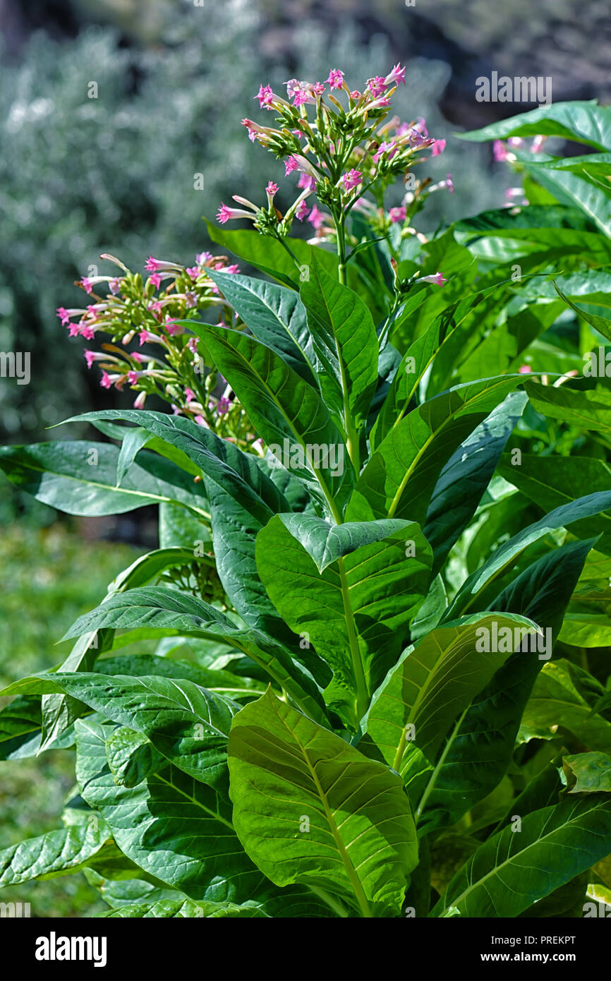 Tobacco Plant Stock Photos & Tobacco Plant Stock Images - Alamy